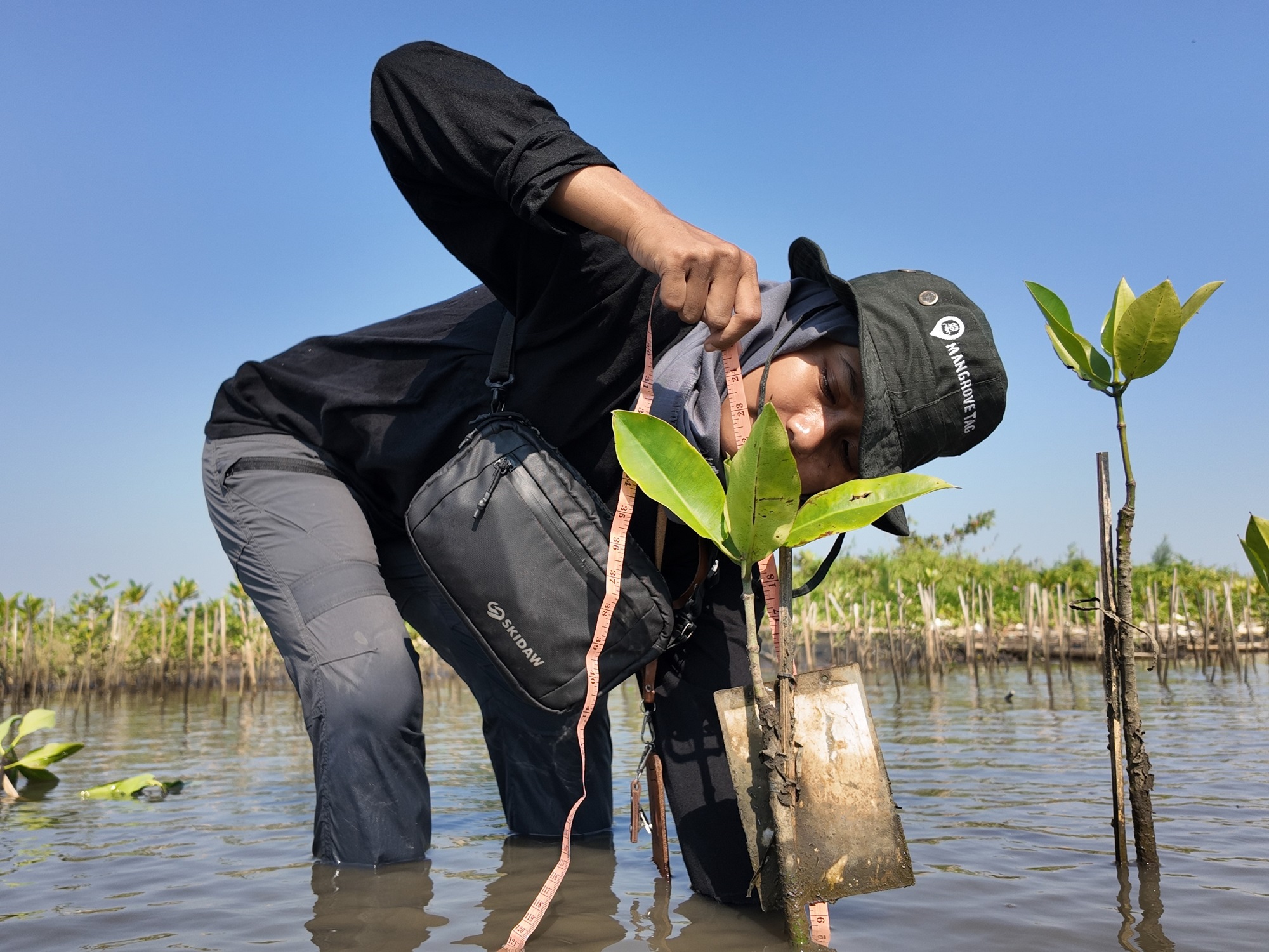 Bisa Hapus Jejak Emisi Karbon di Bumi, Hasil Pemantauan Adopsi Mangrove ...